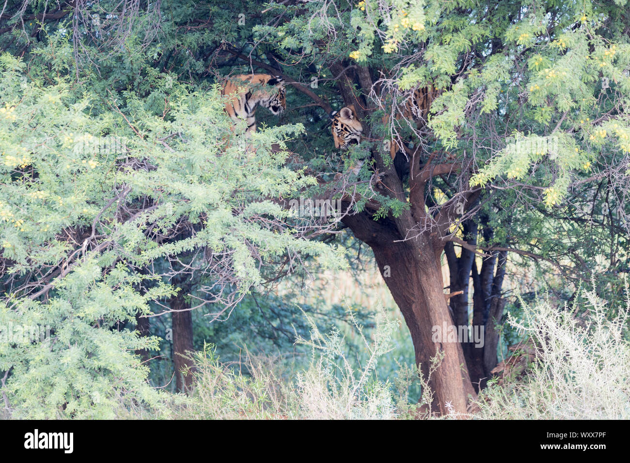 South Africa, Private reserve, Asian (Bengal) Tiger (Panthera tigris tigris), two youngs playing ...