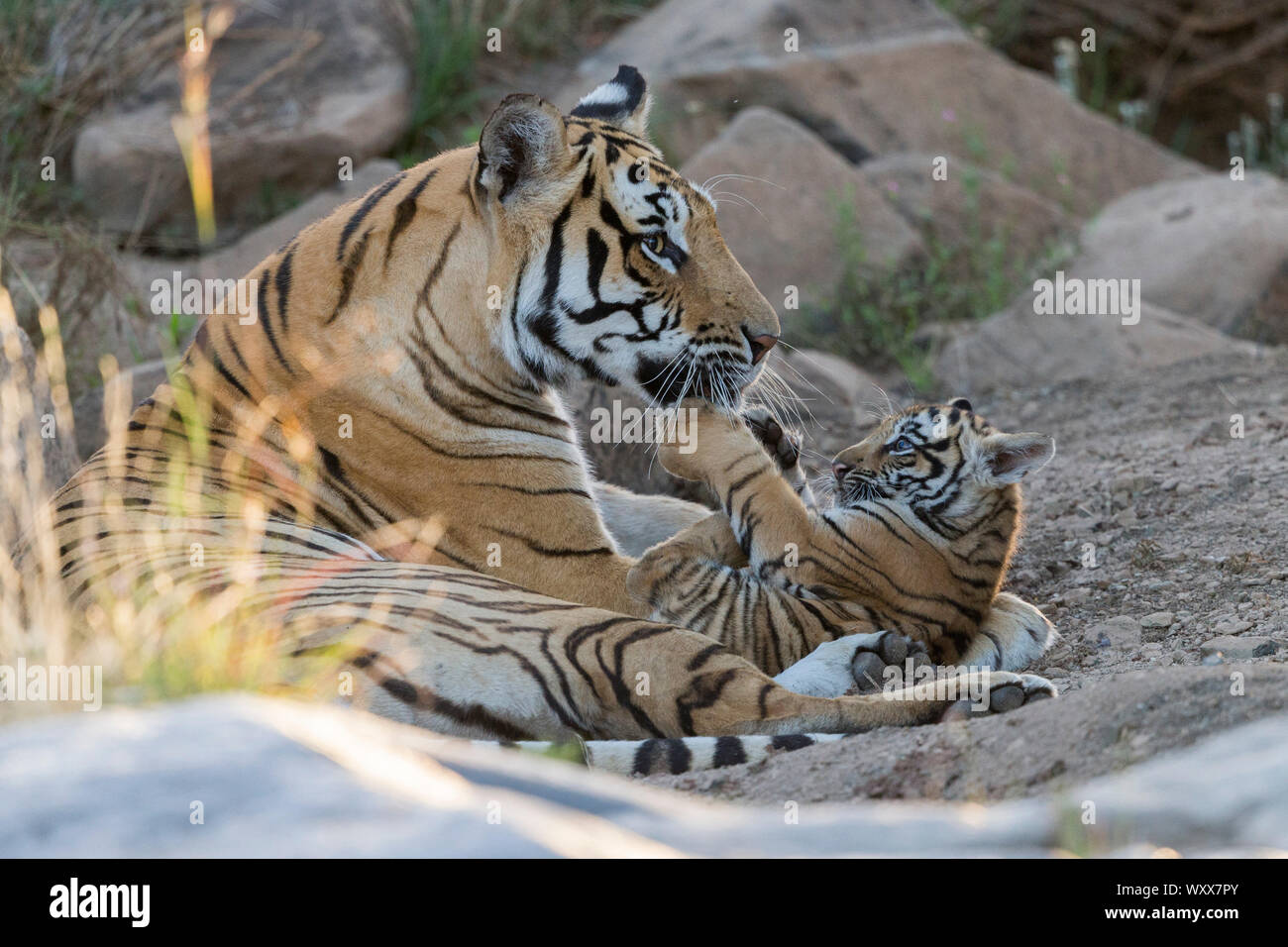 Asian (Bengal) Tiger (Panthera tigris tigris), with young 3 months old ...