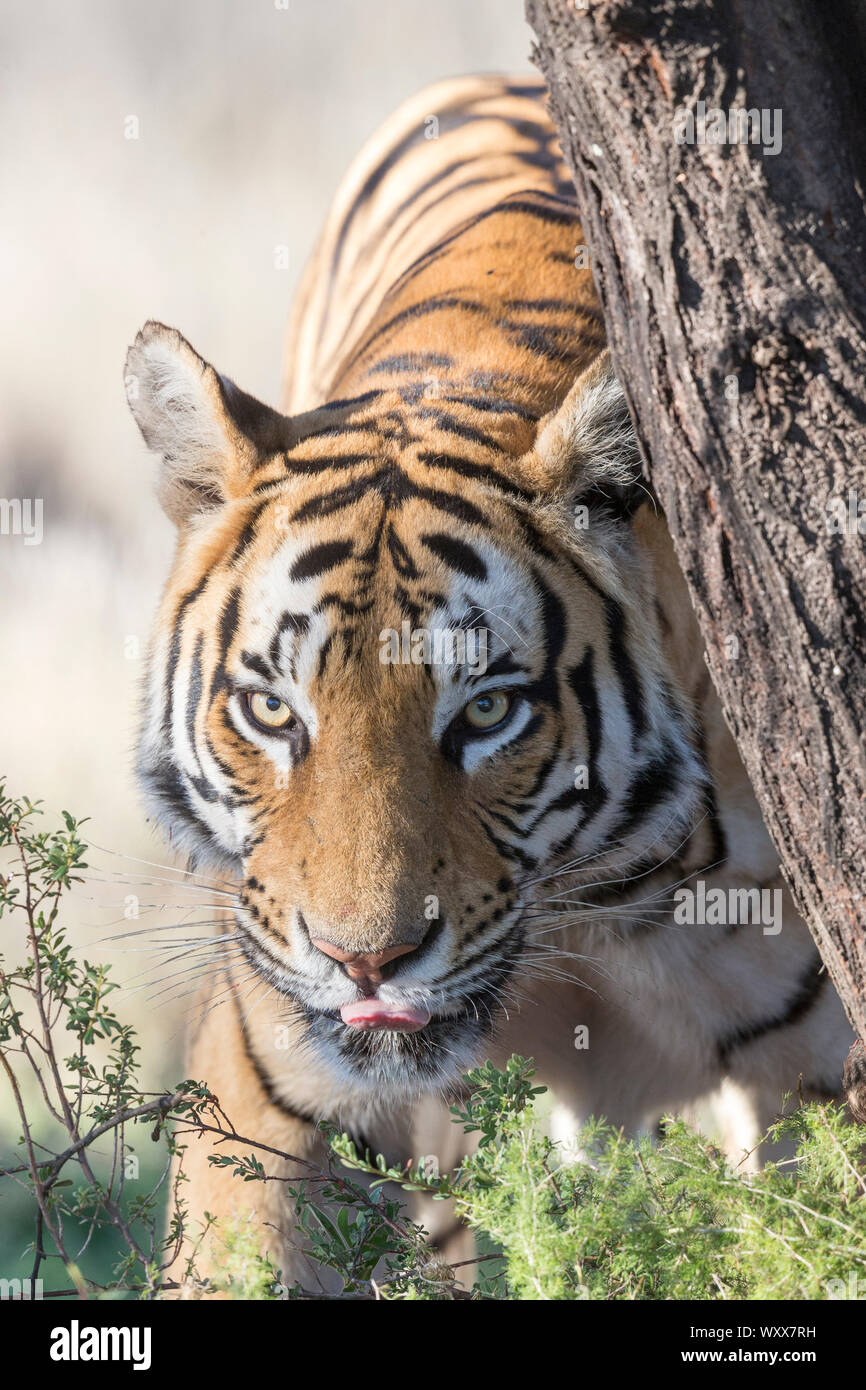 Asian (Bengal) Tiger (Panthera tigris tigris), walking, Private reserve, South Africa Stock ...