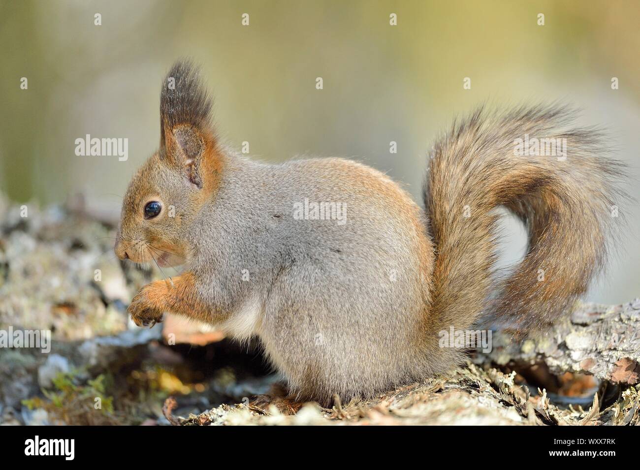 Eurasian Red Squirrel (Sciurus vulgaris) on a branch, Finland Stock ...