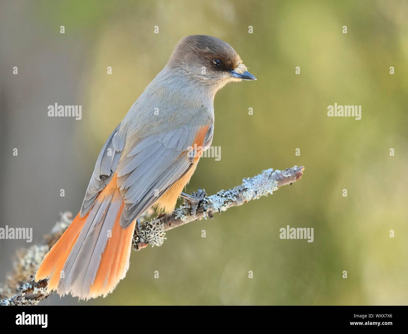 Siberian jay (Perisoreus infaustus) on a branch, Kuusamo, Finland Stock ...