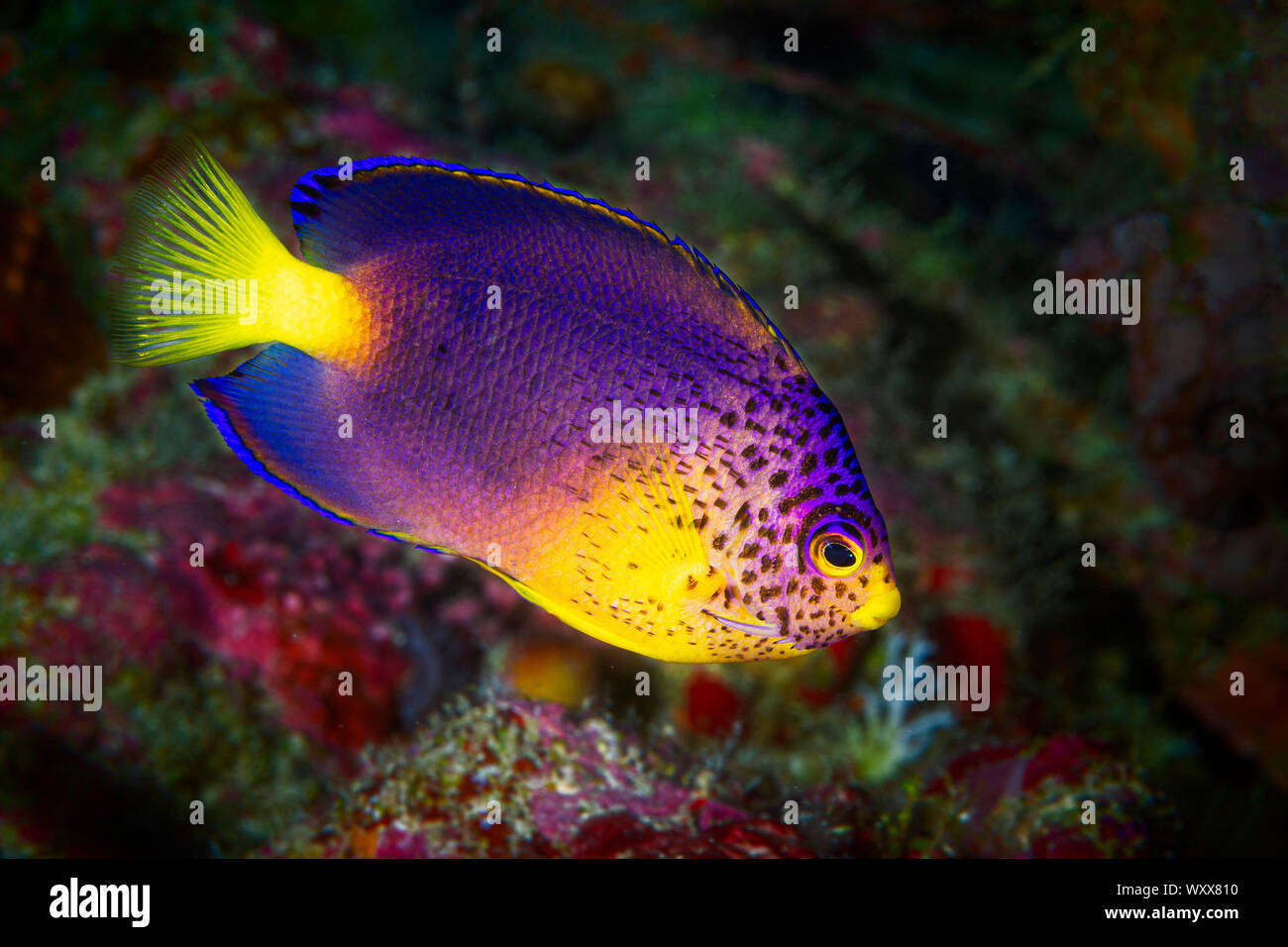 Blue Mauritius angelfish (Centropyge debelius) on reef, Mayotte Stock ...