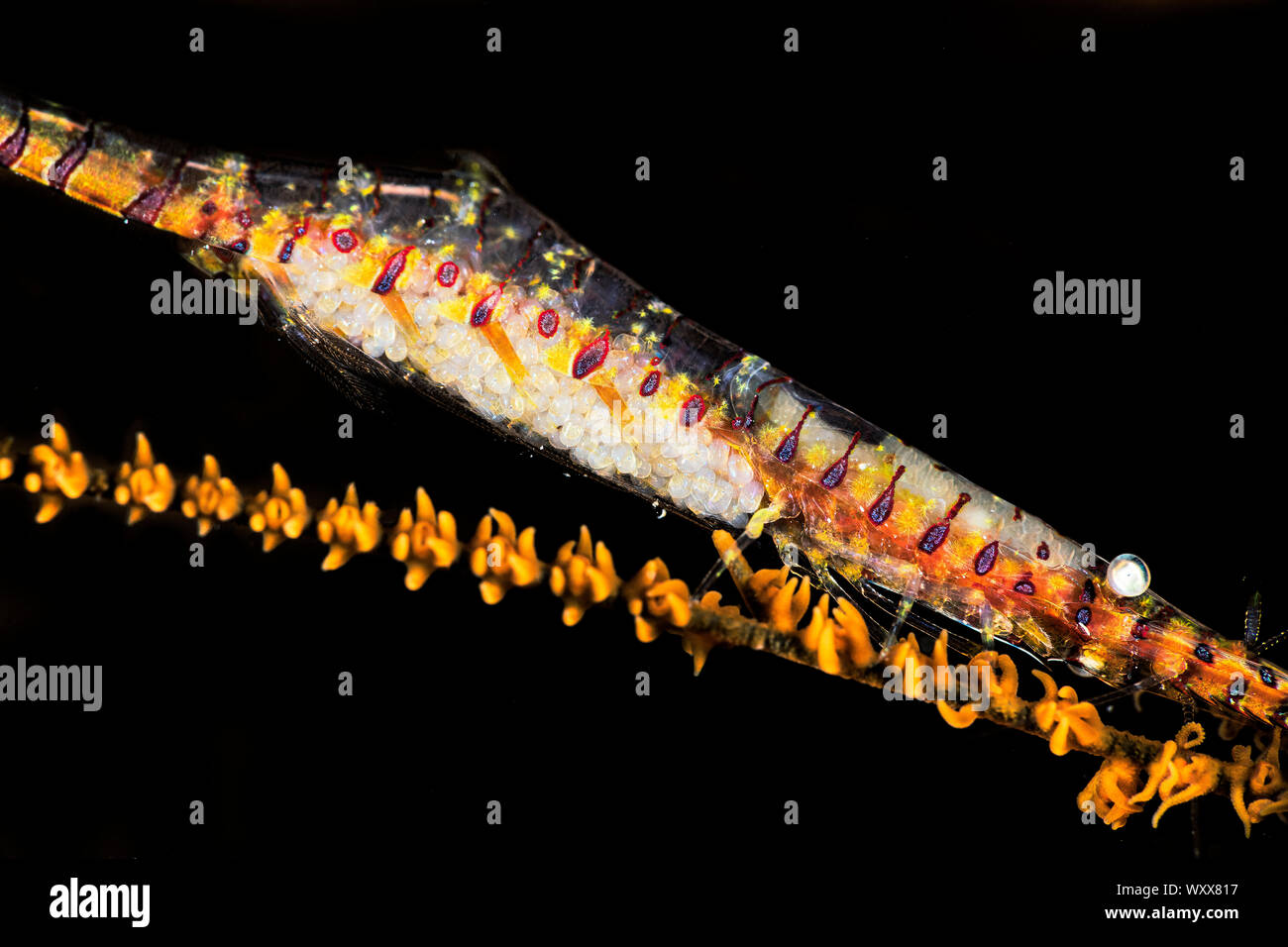 Banded tozeuma shrimp hi-res stock photography and images - Alamy