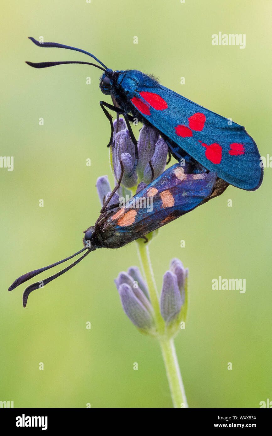 Mating pose hi-res stock photography and images - Alamy
