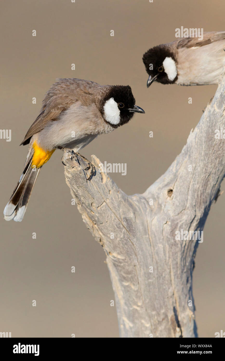 Leucotis pycnonotus hi-res stock photography and images - Alamy