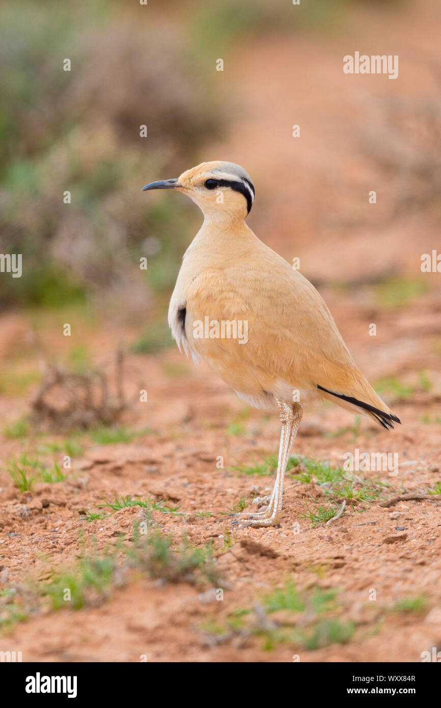 Cream-colored Courser (Cursorius cursor), side view of an adult ...
