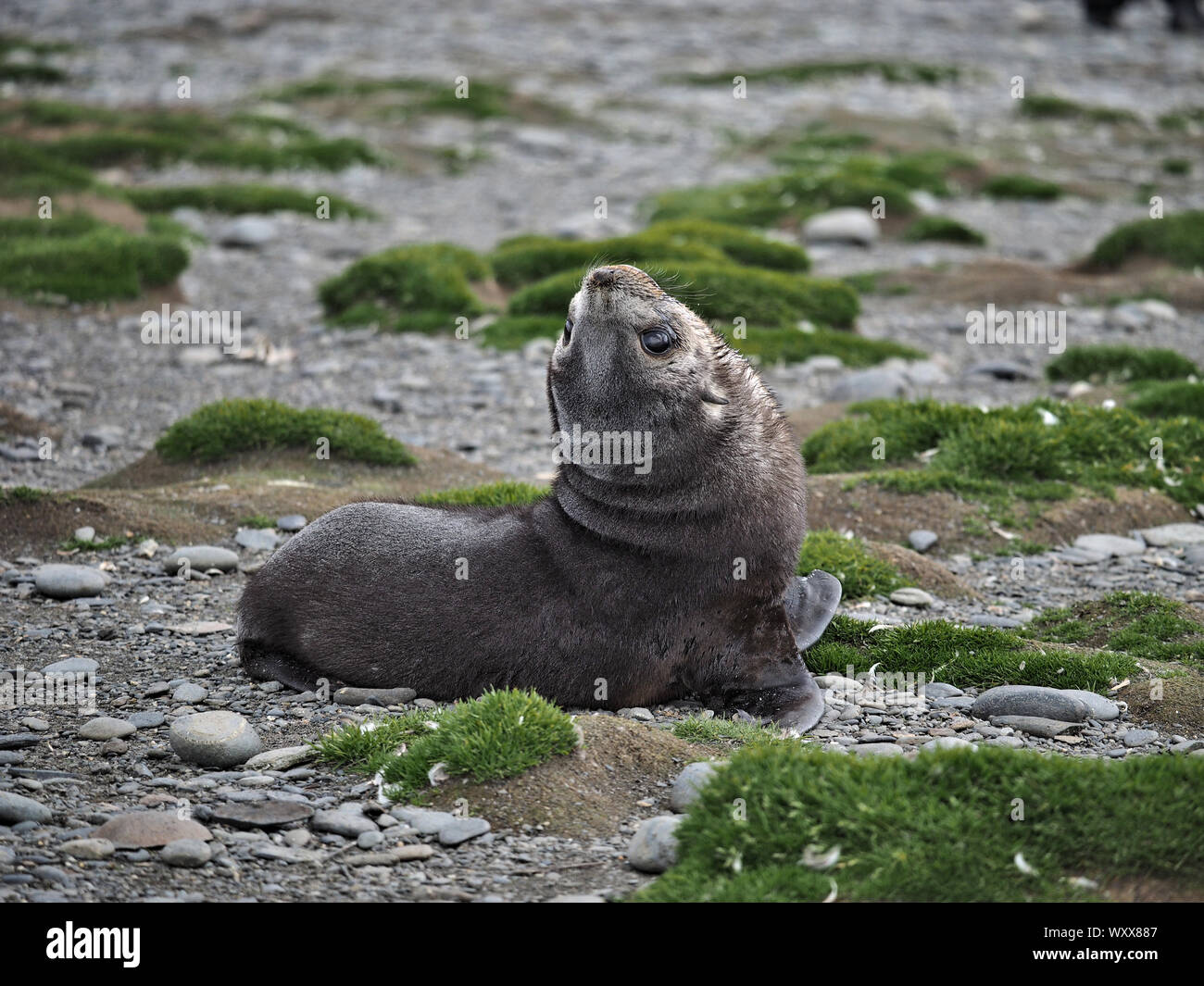 Fur seal pup hi-res stock photography and images - Alamy