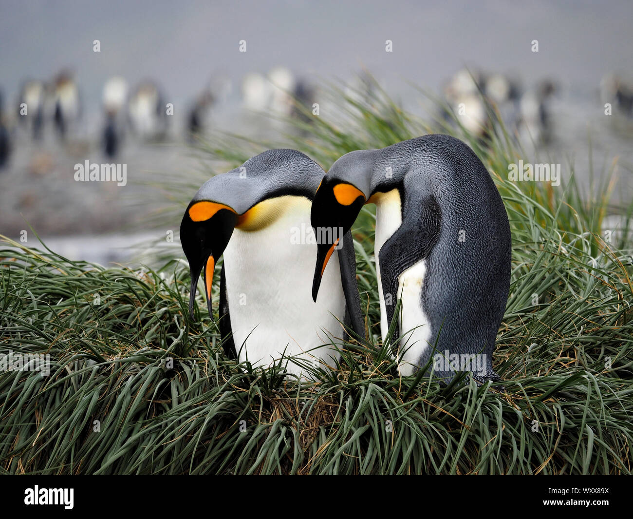 King Penguin Pair South Georgia Stock Photo - Alamy