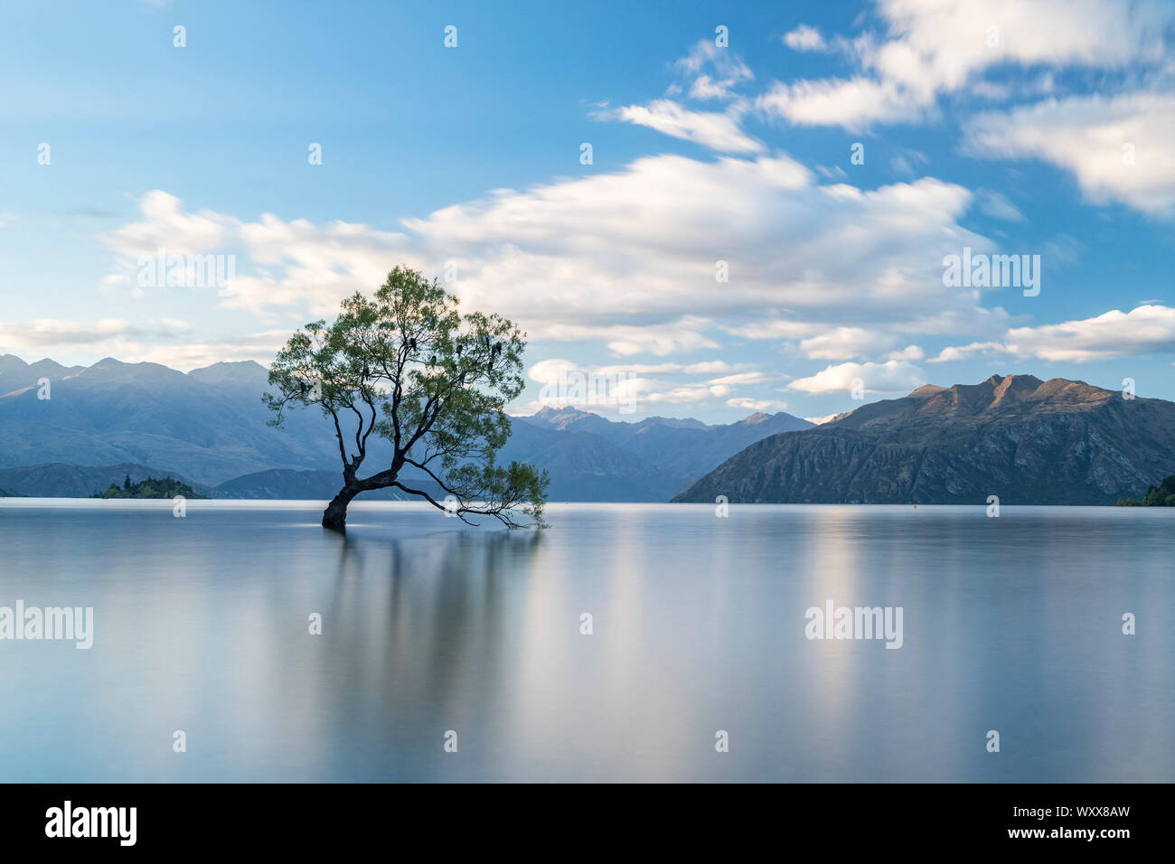 Solo tree new zealand hi-res stock photography and images - Alamy