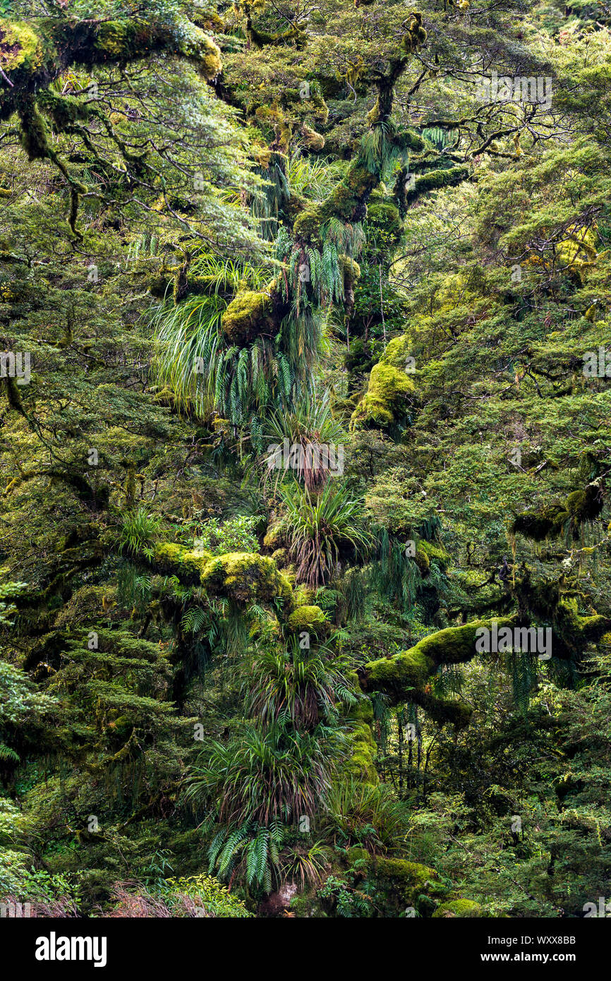Te urewera new zealand hi-res stock photography and images - Alamy