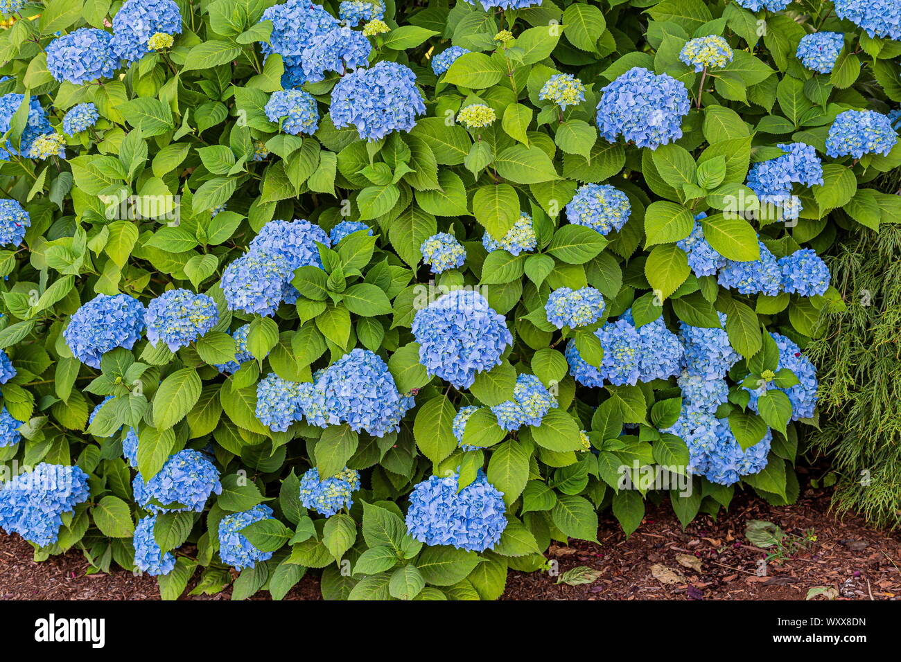Blue Hydrangea Shrub Stock Photo - Alamy