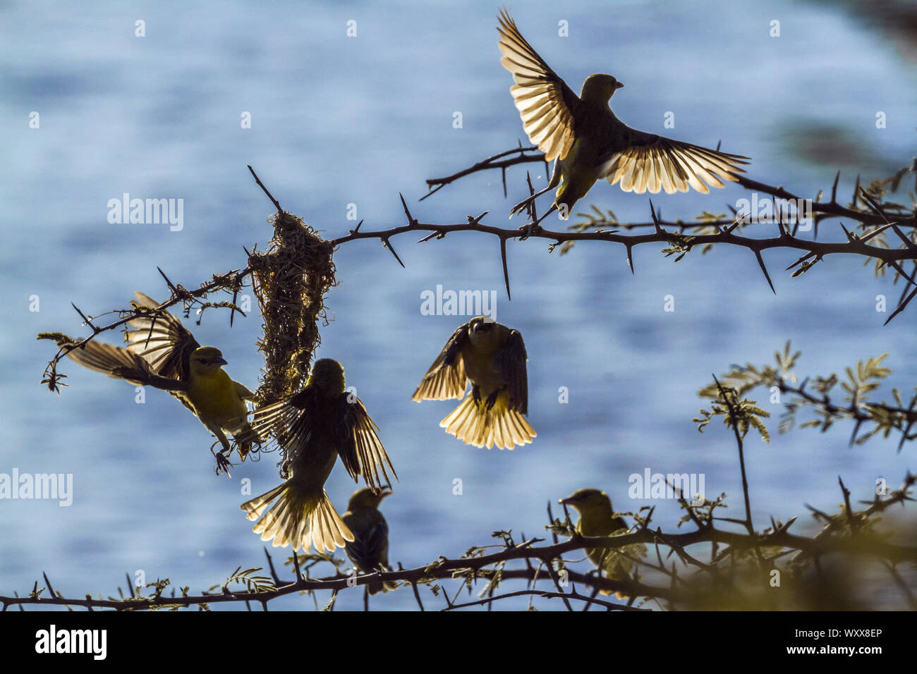 Small group of Spectacled Weaver building nest in Kruger National park ...