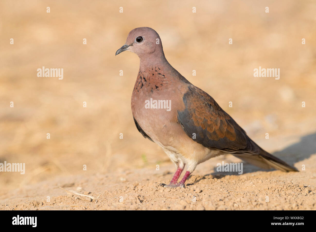 Laughing Dove (Streptopelia senegalensis), adult standing on the ground ...