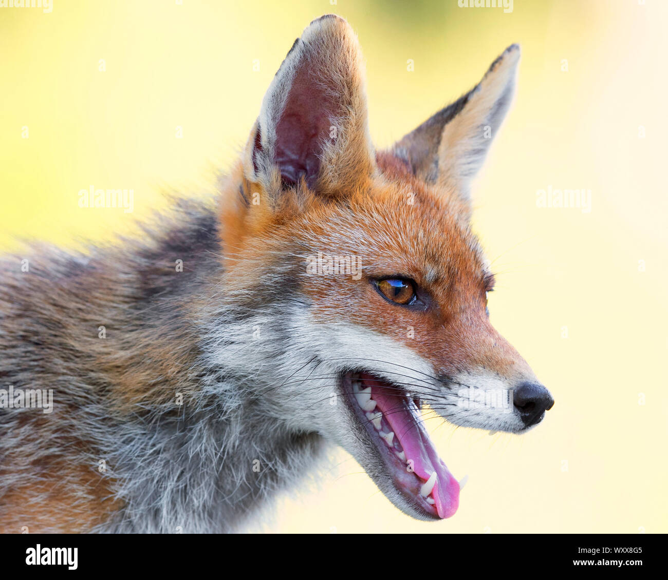 Red Fox (Vulpes vulpes), adult male close-up, Campania, Italy Stock ...