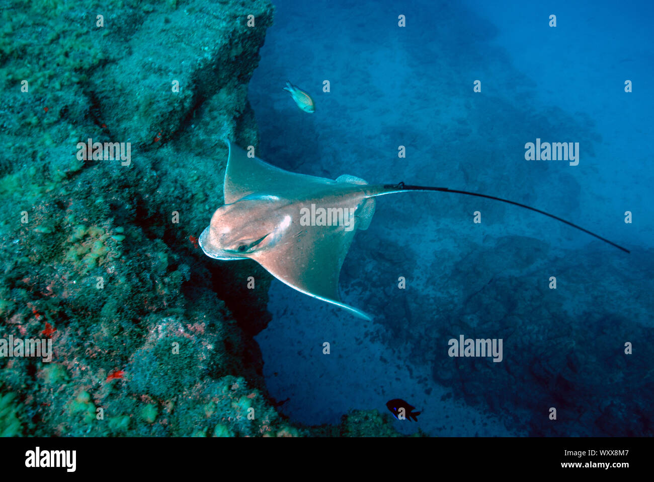 Common Eagle Ray (Myliobatis aquila), Tenerife, Canary Islands, Spain ...