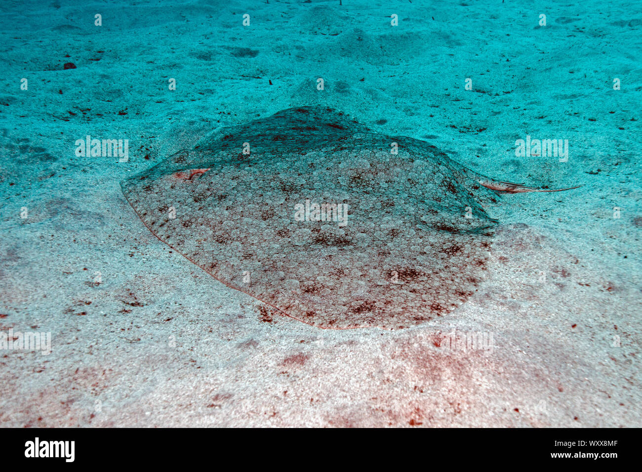 Spinny Butterfly Ray (Gymnura altavela), Tenerife, Canary Islands ...