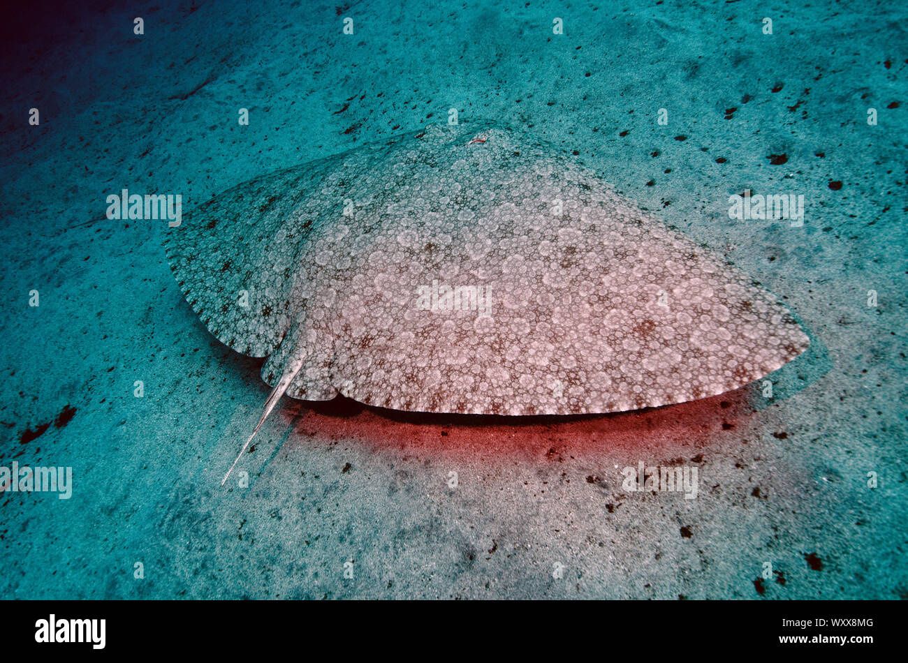 Spinny Butterfly Ray (Gymnura altavela), Tenerife, Canary Islands ...