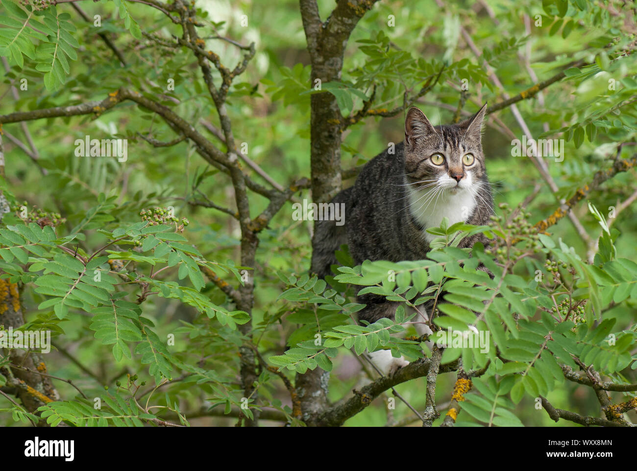 Cat in a tree, France Stock Photo - Alamy