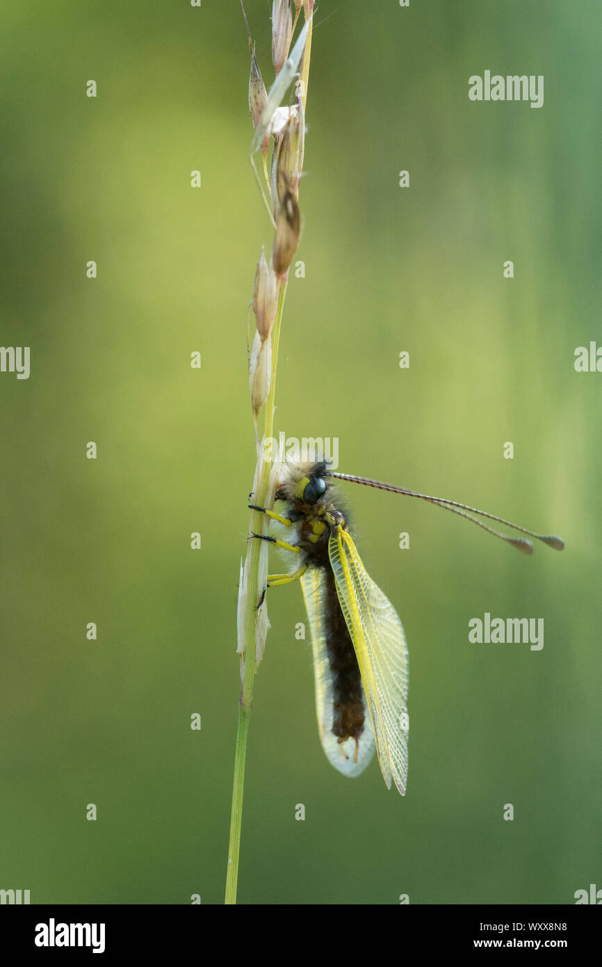 Butterfly lion libelloides longicornis hi-res stock photography and ...