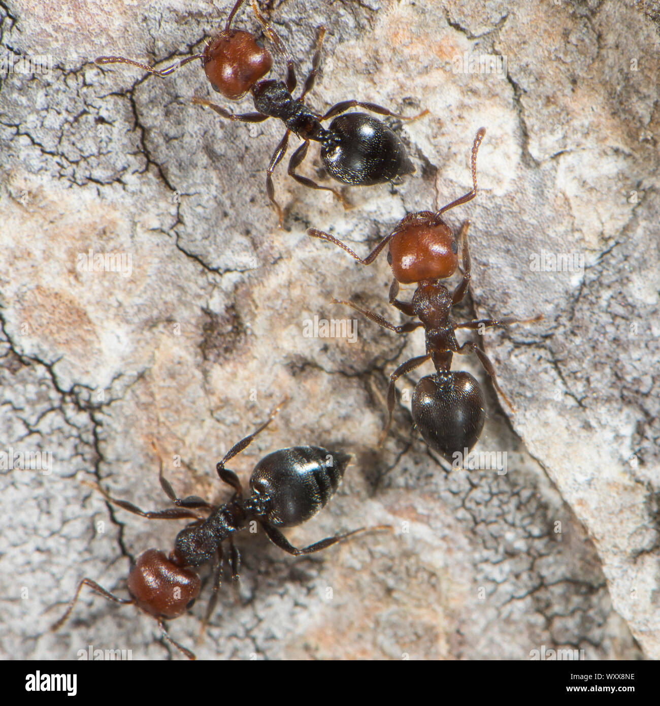 Crematogaster sp hi-res stock photography and images - Alamy