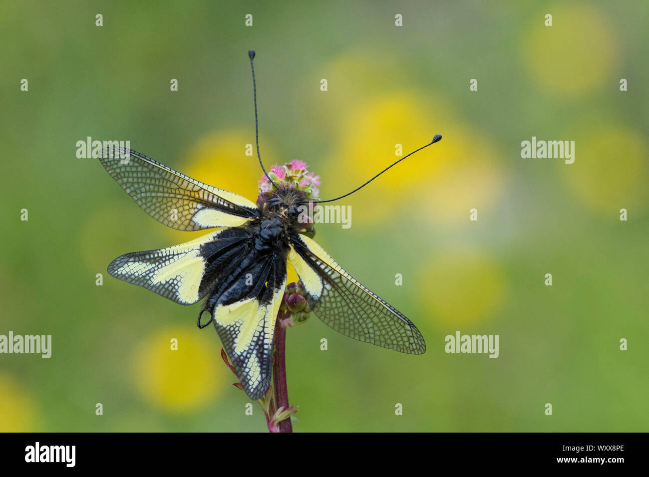 Butterfly-lion (Libelloides coccajus) on a flower, calcareous grass ...
