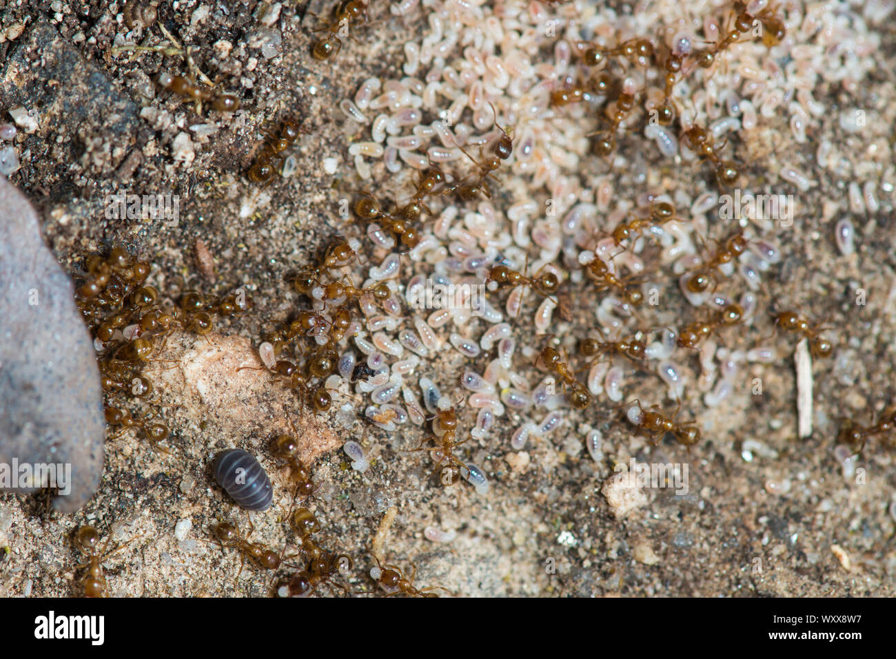 Temnothorax ant hi-res stock photography and images - Alamy