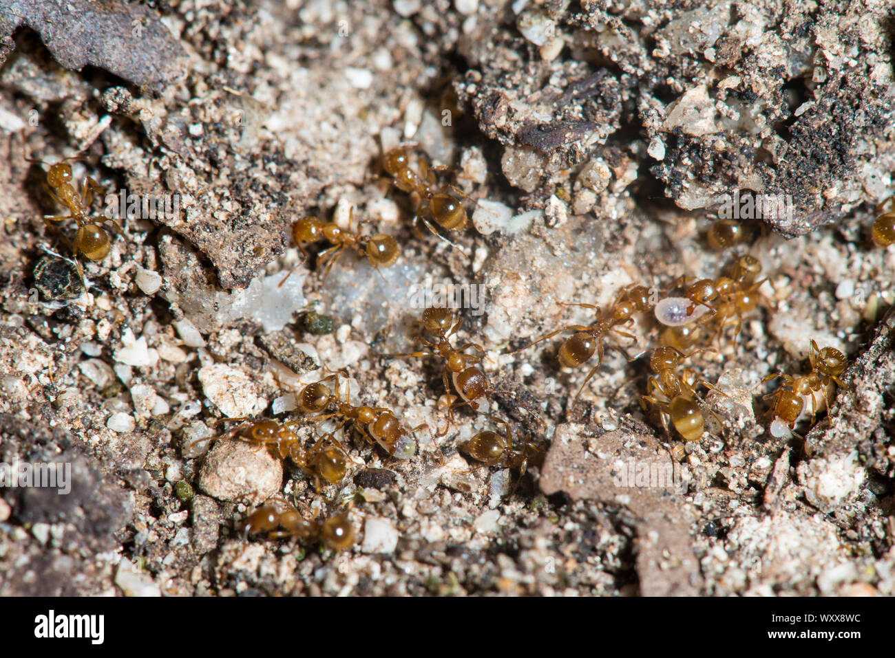 Temnothorax ant hi-res stock photography and images - Alamy