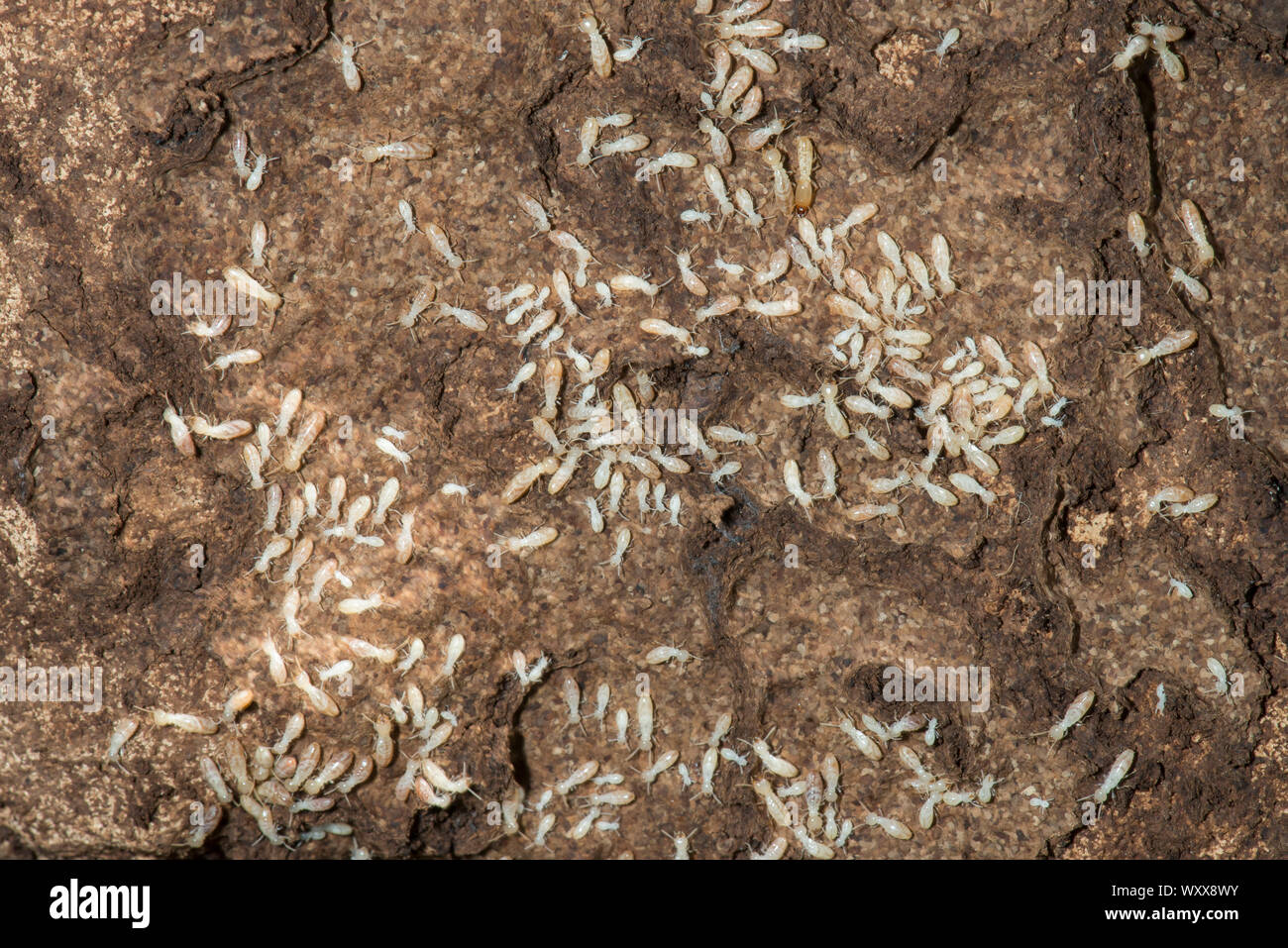 Termite (Reticulitermes santonensis) towards Tiscali, Province of Nuoro ...