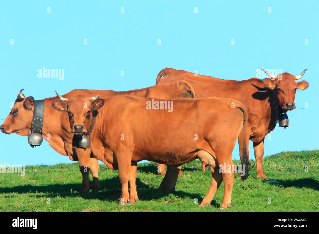 Tarentaise cows in meadow, France Stock Photo - Alamy