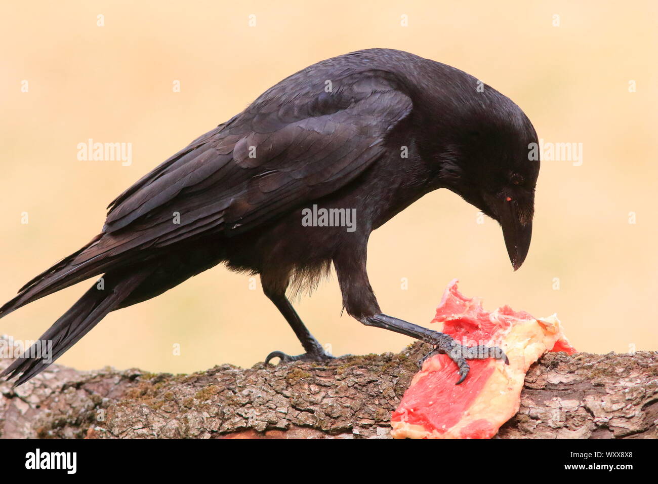 Carrion Crow (Corvus corone) eating on a branch, France Stock Photo - Alamy