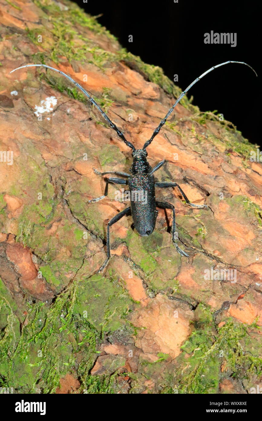 Capricorn beetle (Cerambyx scopolii) on bark, France Stock Photo - Alamy