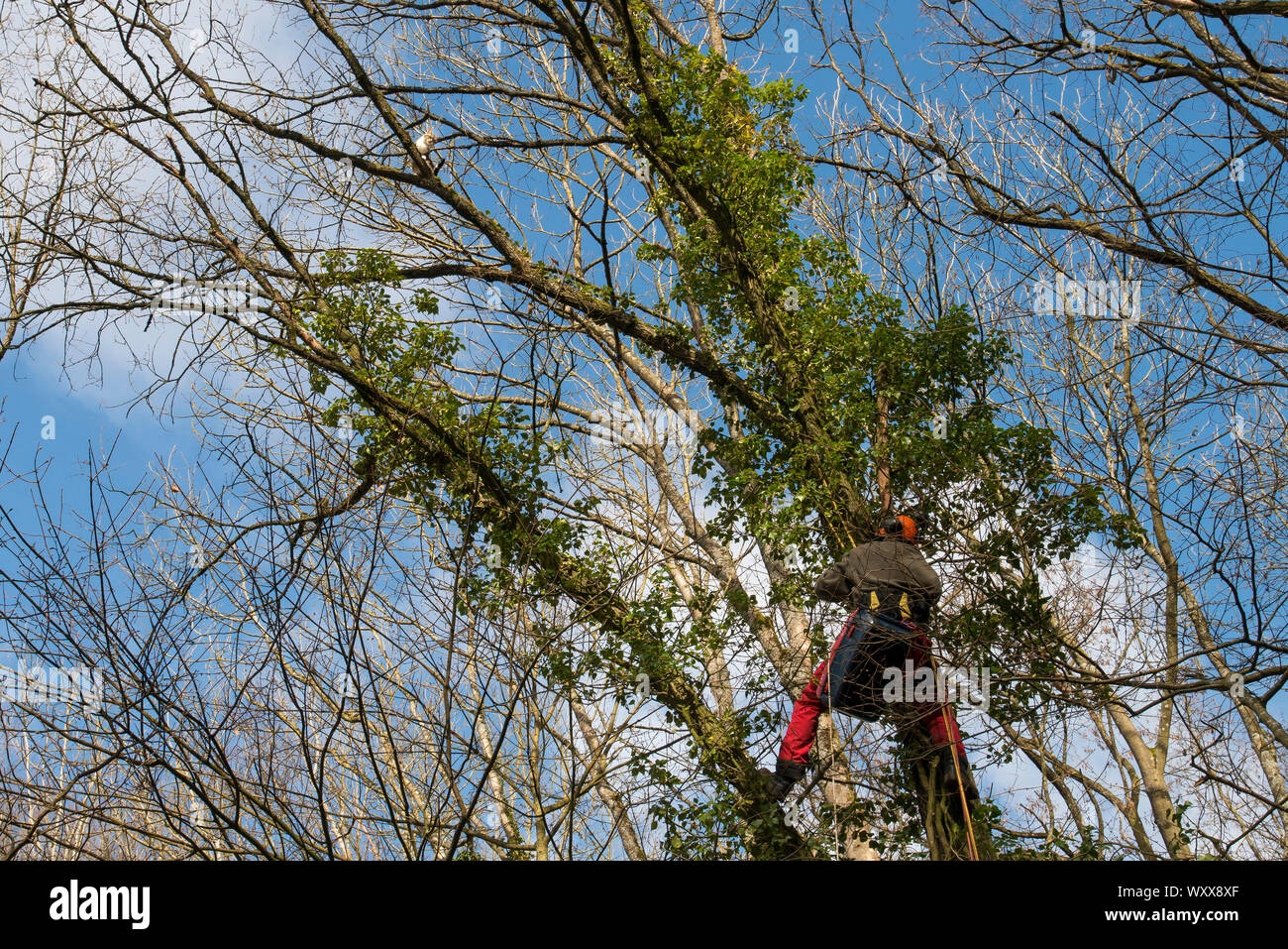 Rescue Operation of a Cat Stuck in a Tree, France Stock Photo - Alamy