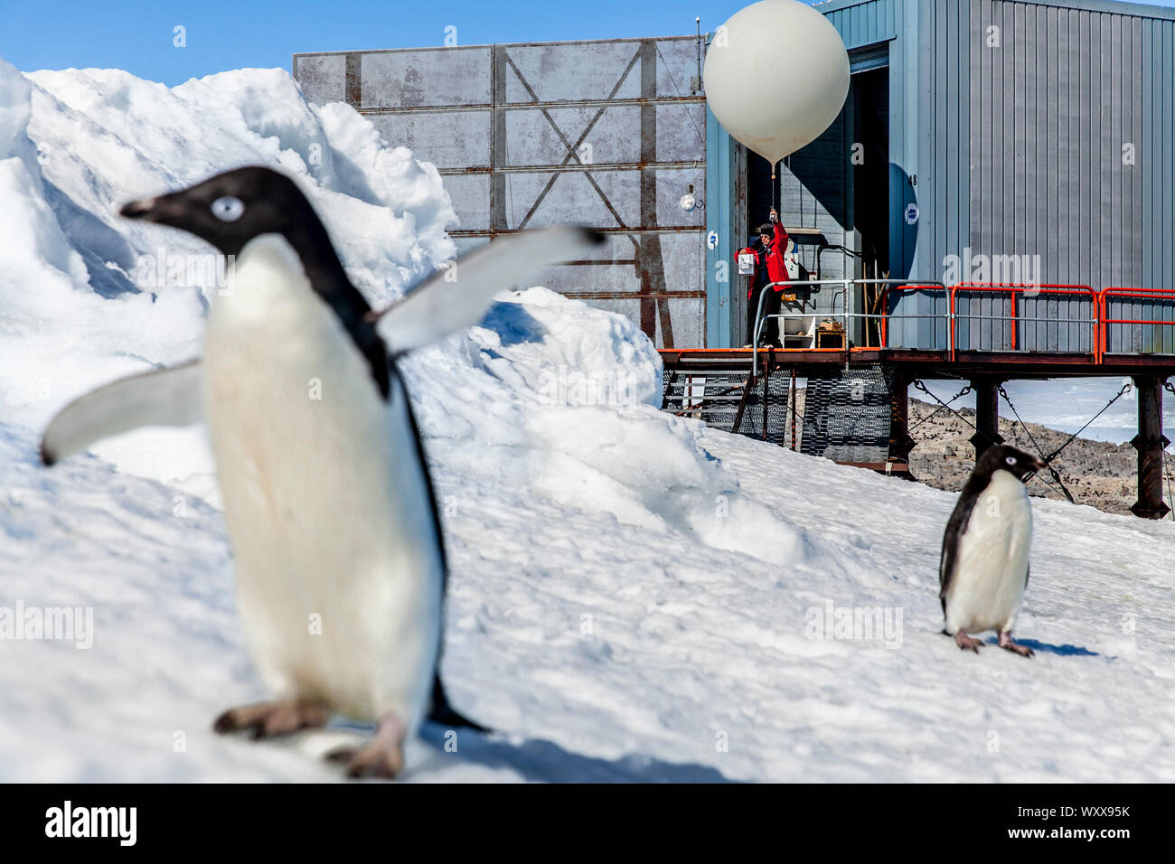 Dumont durville scientific station hi-res stock photography and images ...