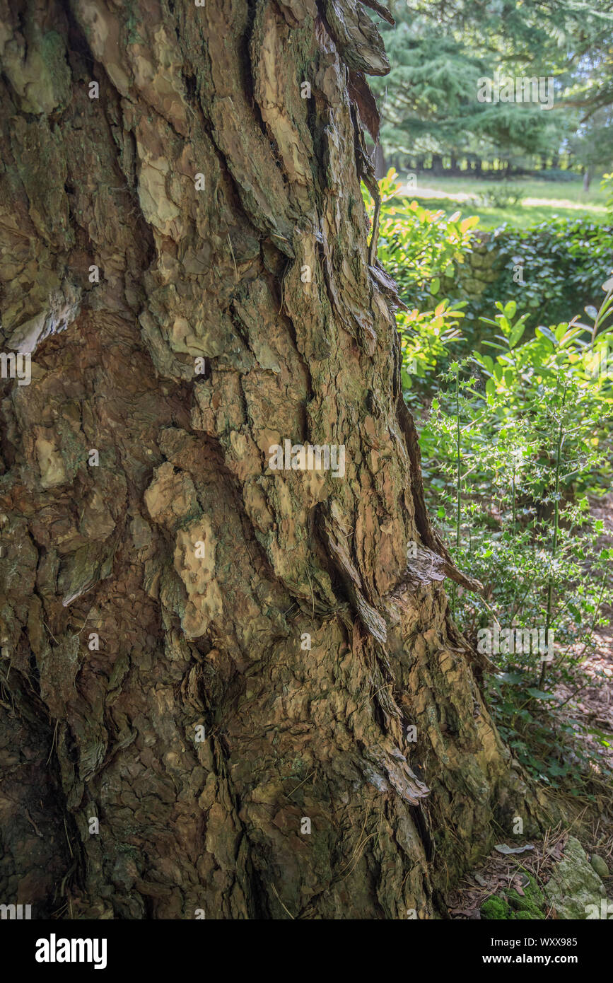 Flaky bark appearance hi-res stock photography and images - Alamy