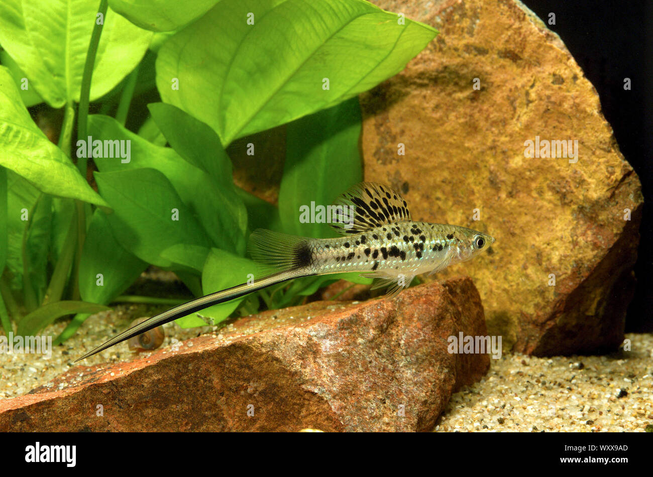 Montezuma swordtail (Xiphophorus montezumae) male Stock Photo - Alamy
