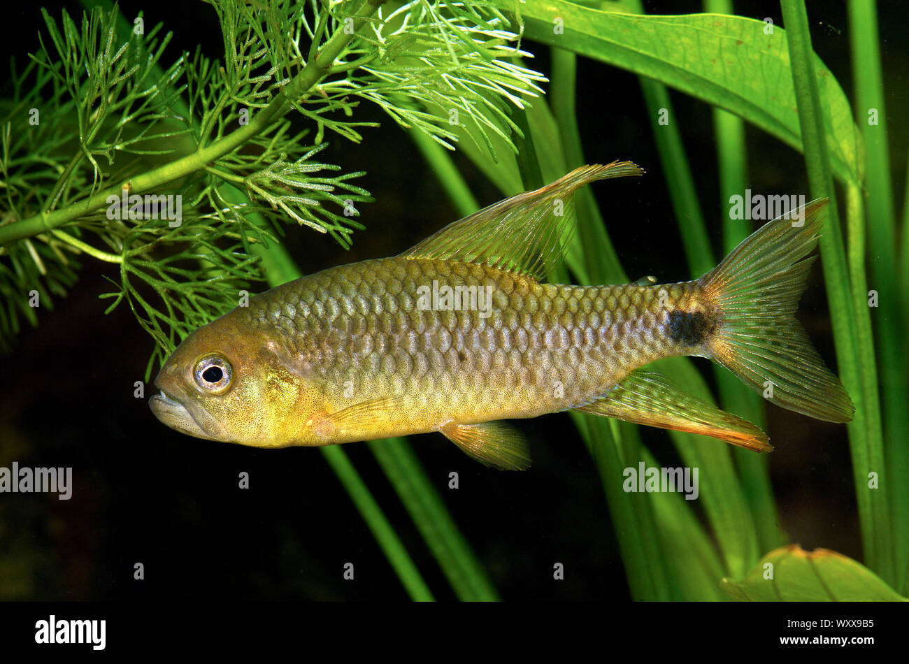 Sailfin tetra (Crenuchus spilurus) male Stock Photo - Alamy