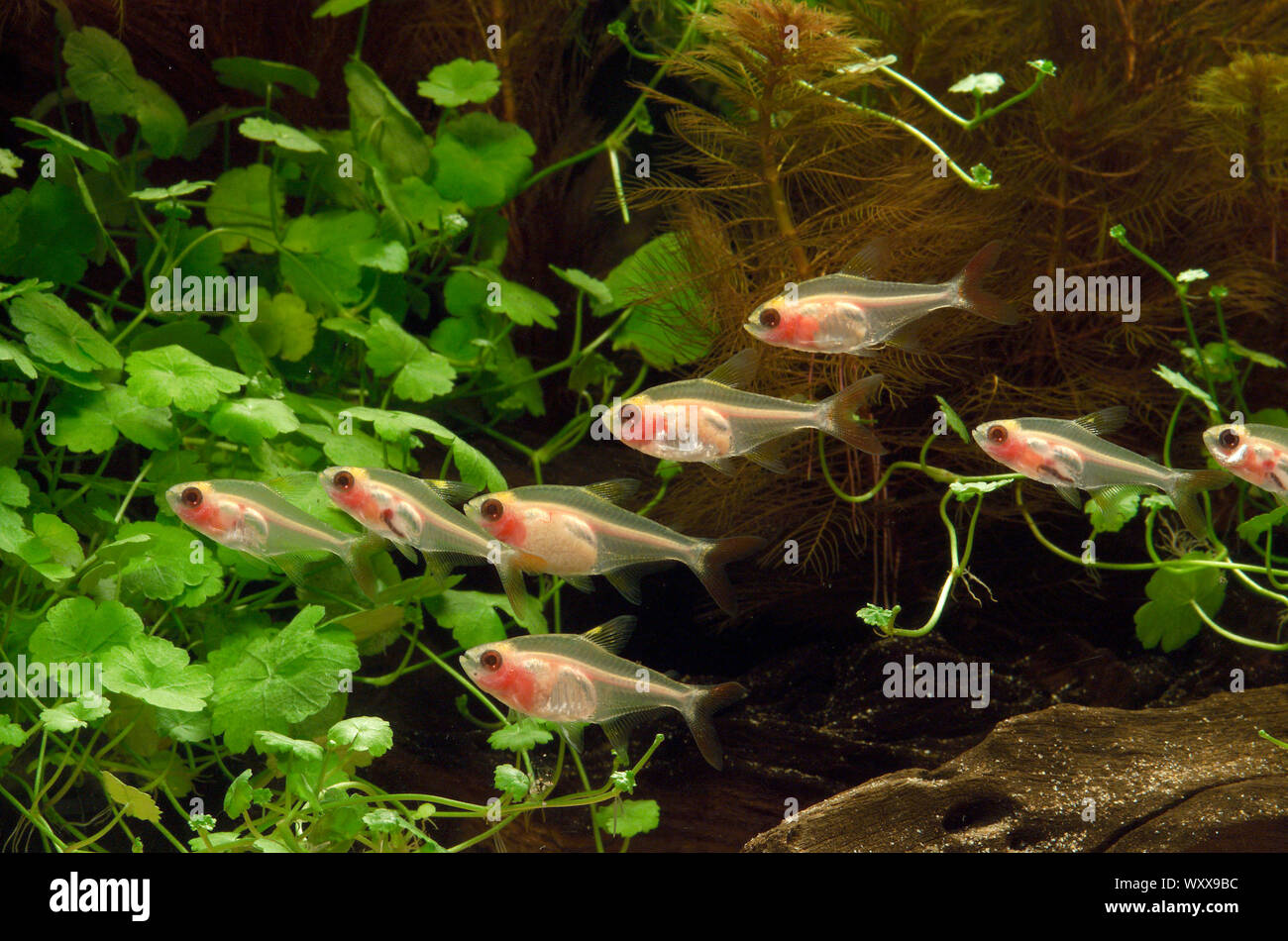 X ray tetra fish hi-res stock photography and images - Alamy