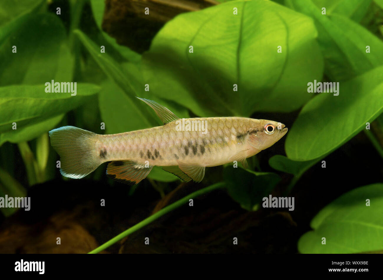 Spilota High Resolution Stock Photography and Images - Alamy