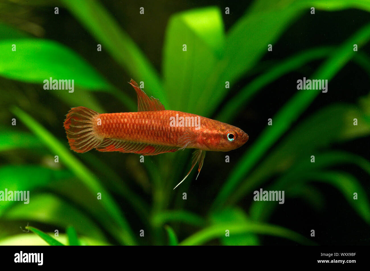 Betta brownorum 'Matang' Stock Photo - Alamy