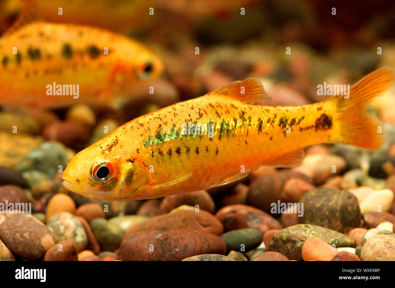 Gold barbs (Barbodes semifasciolatus = Puntius schuberti Stock Photo ...