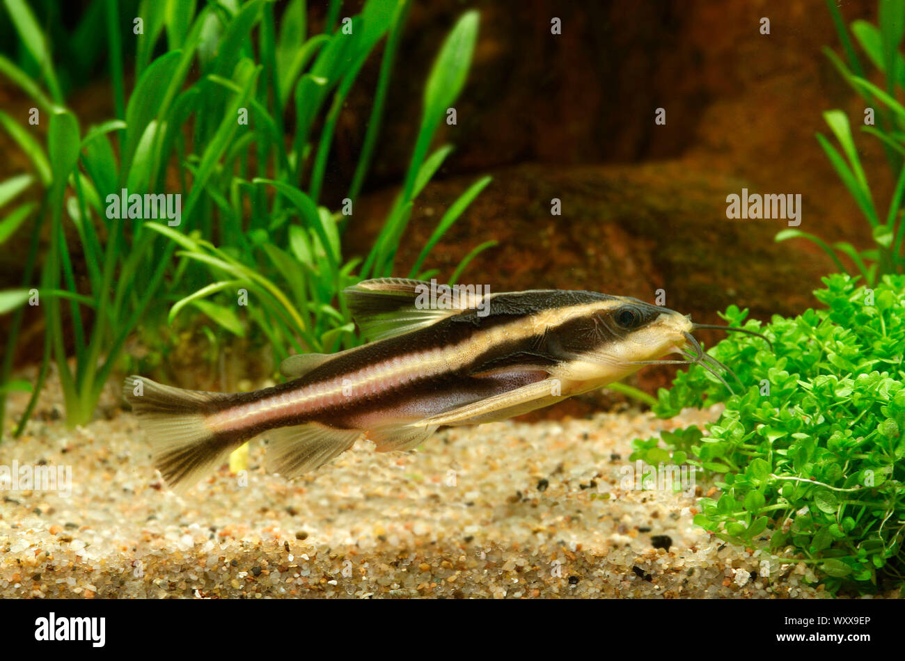 Striped Raphael Catfish