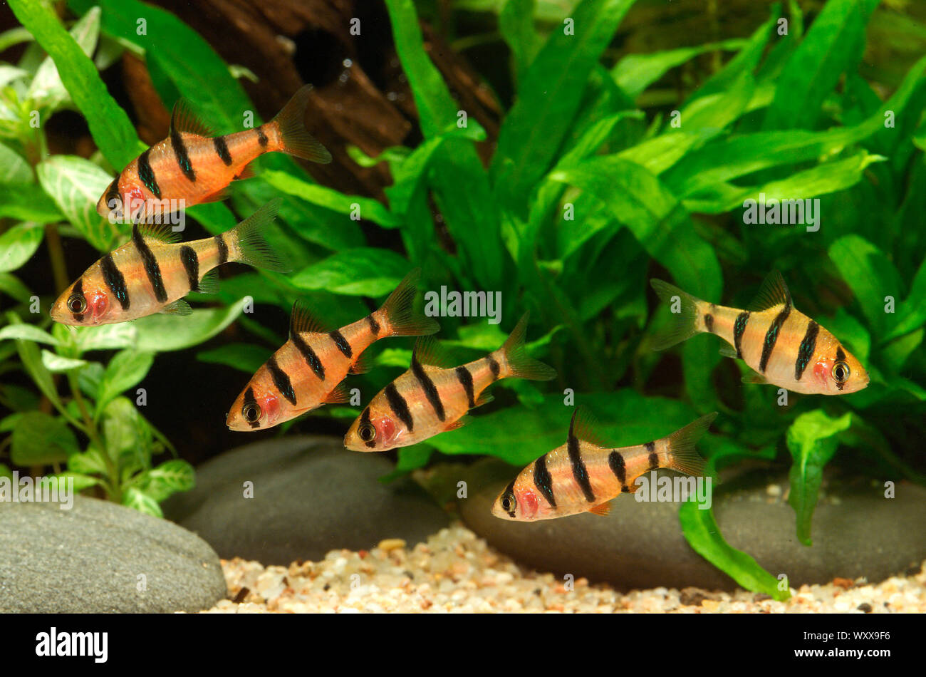 Fiveband barbs (Desmopuntius pentazona) in aquarium Stock Photo - Alamy
