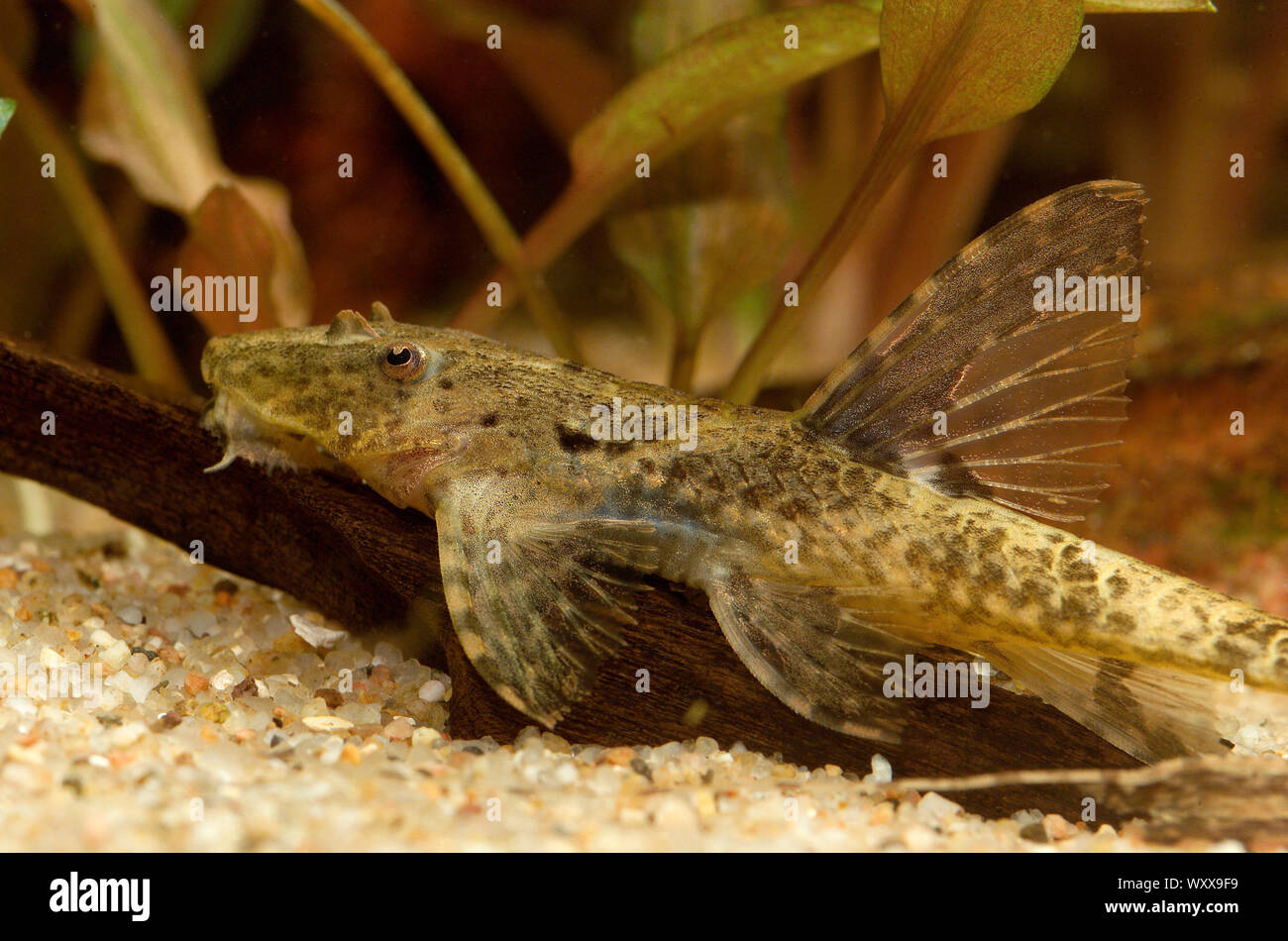Chocolate-colored catfish (Hemiloricaria lanceolata Stock Photo - Alamy