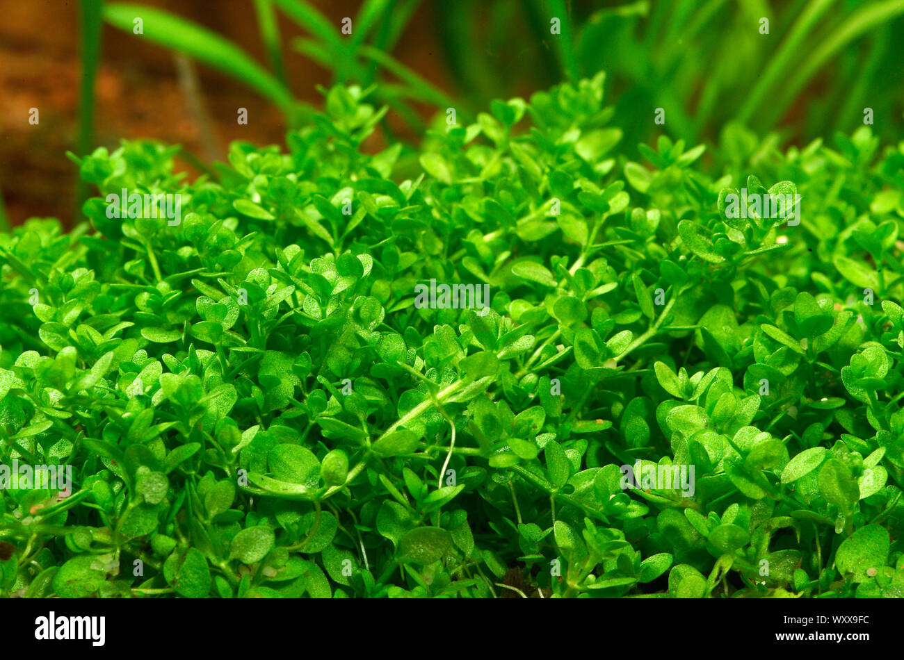 Dwarf Baby Tears Aquascape