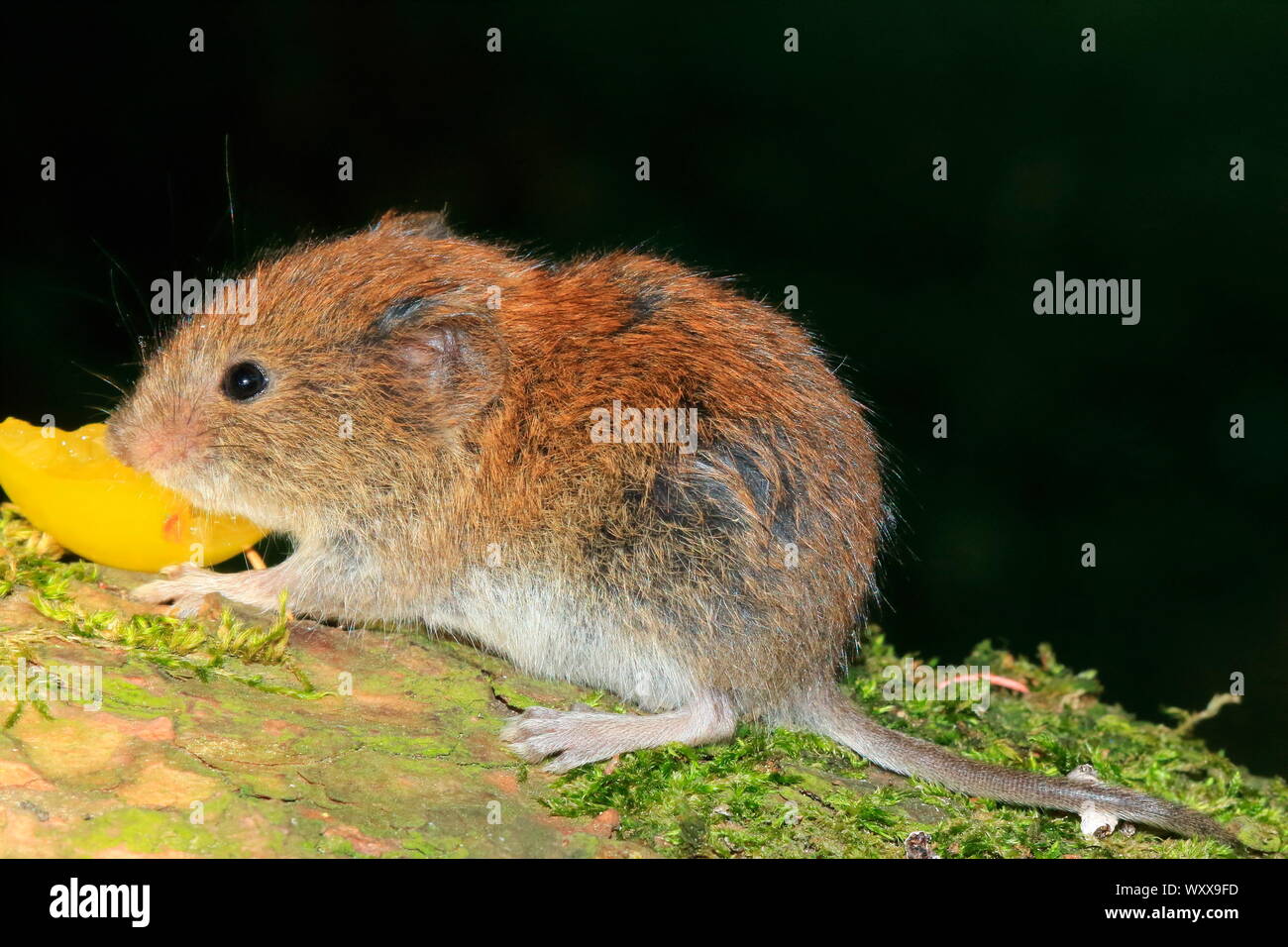 Bank vole (Clethrionomys glareolus) juvenile eating a fruit Stock Photo ...