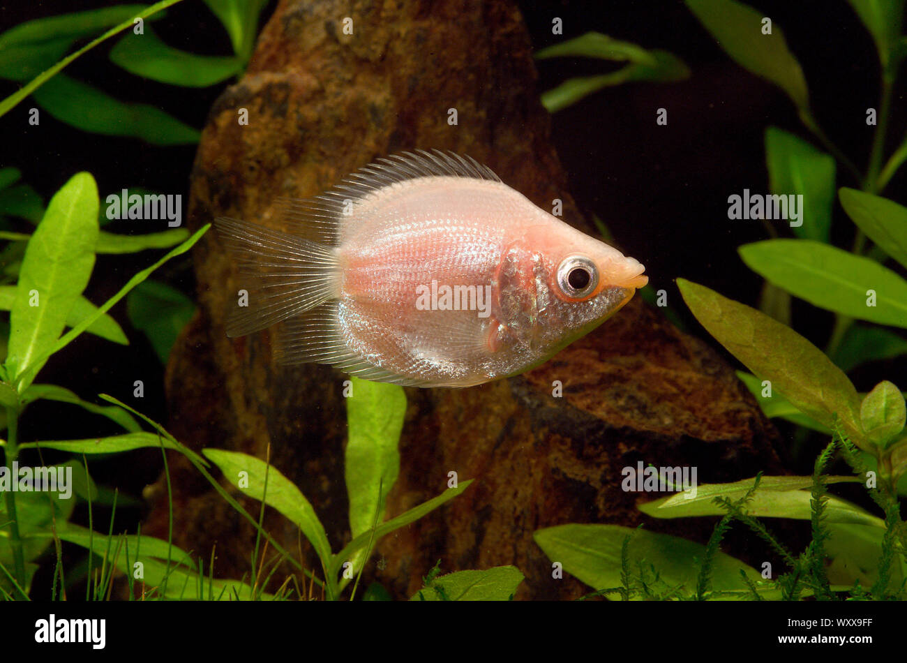 Kissing gourami hi-res stock photography and images - Alamy
