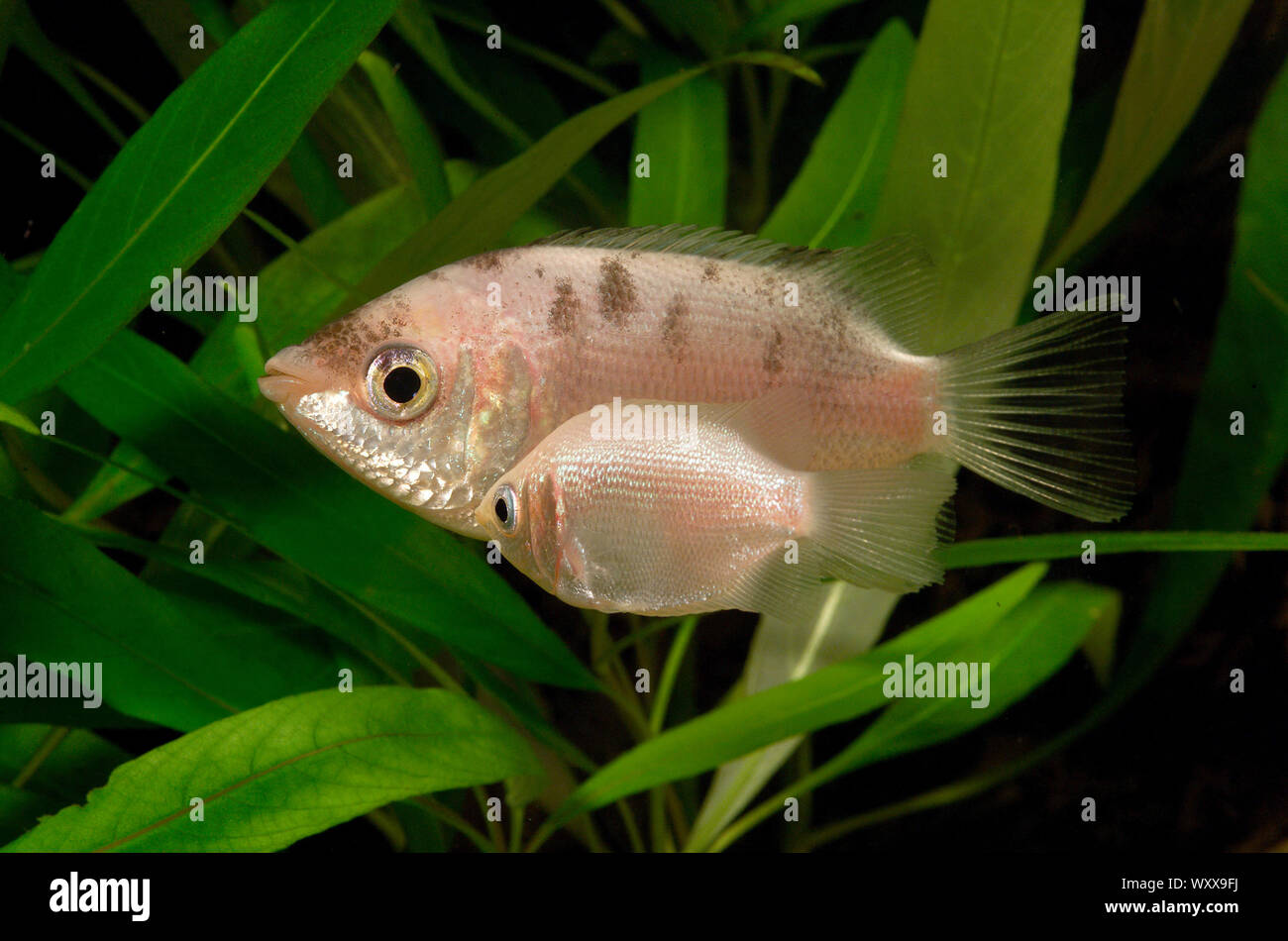 Gouramis hi-res stock photography and images - Alamy