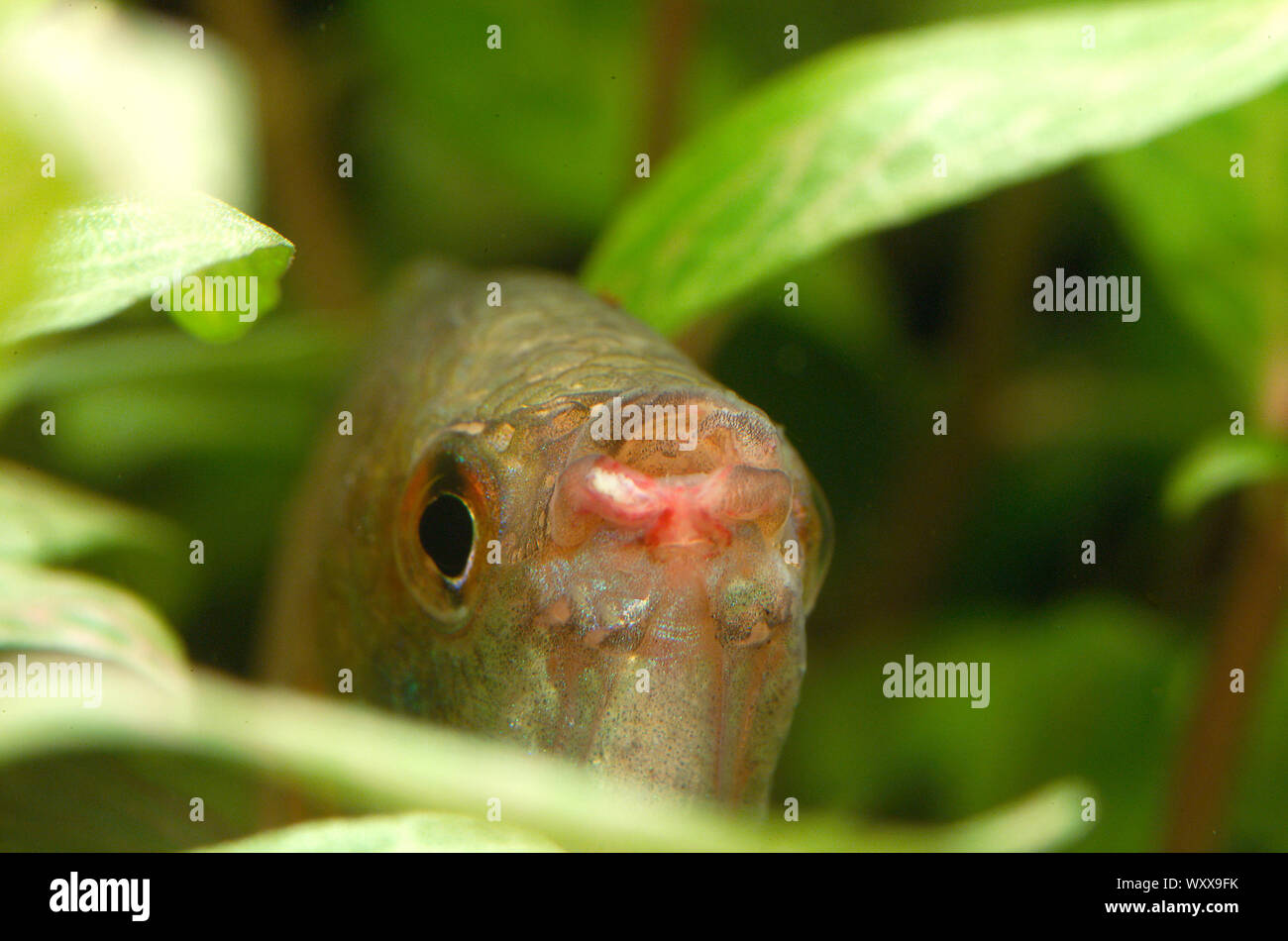 Diseased Dwarf Gourami (Trichogaster lalius Stock Photo - Alamy