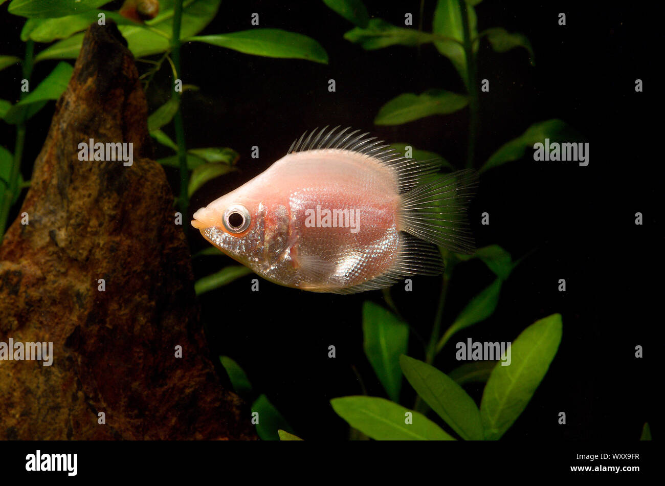 Pink gourami High Resolution Stock Photography and Images - Alamy