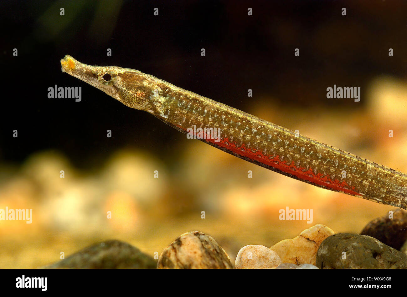 Belly pipefish (Hippichthys heptagonus Stock Photo - Alamy